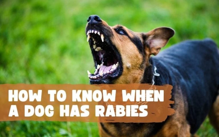 How to Know When a Dog has Rabies?